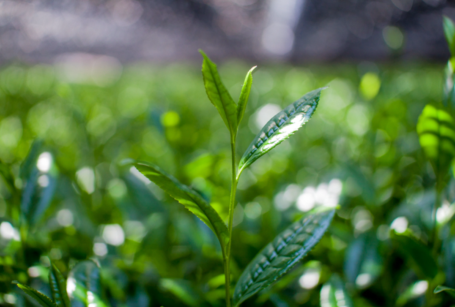 Khám phá Samidori さみどり: Ngọc bích ẩn giấu trong giống cây trà Nhật Bản ...